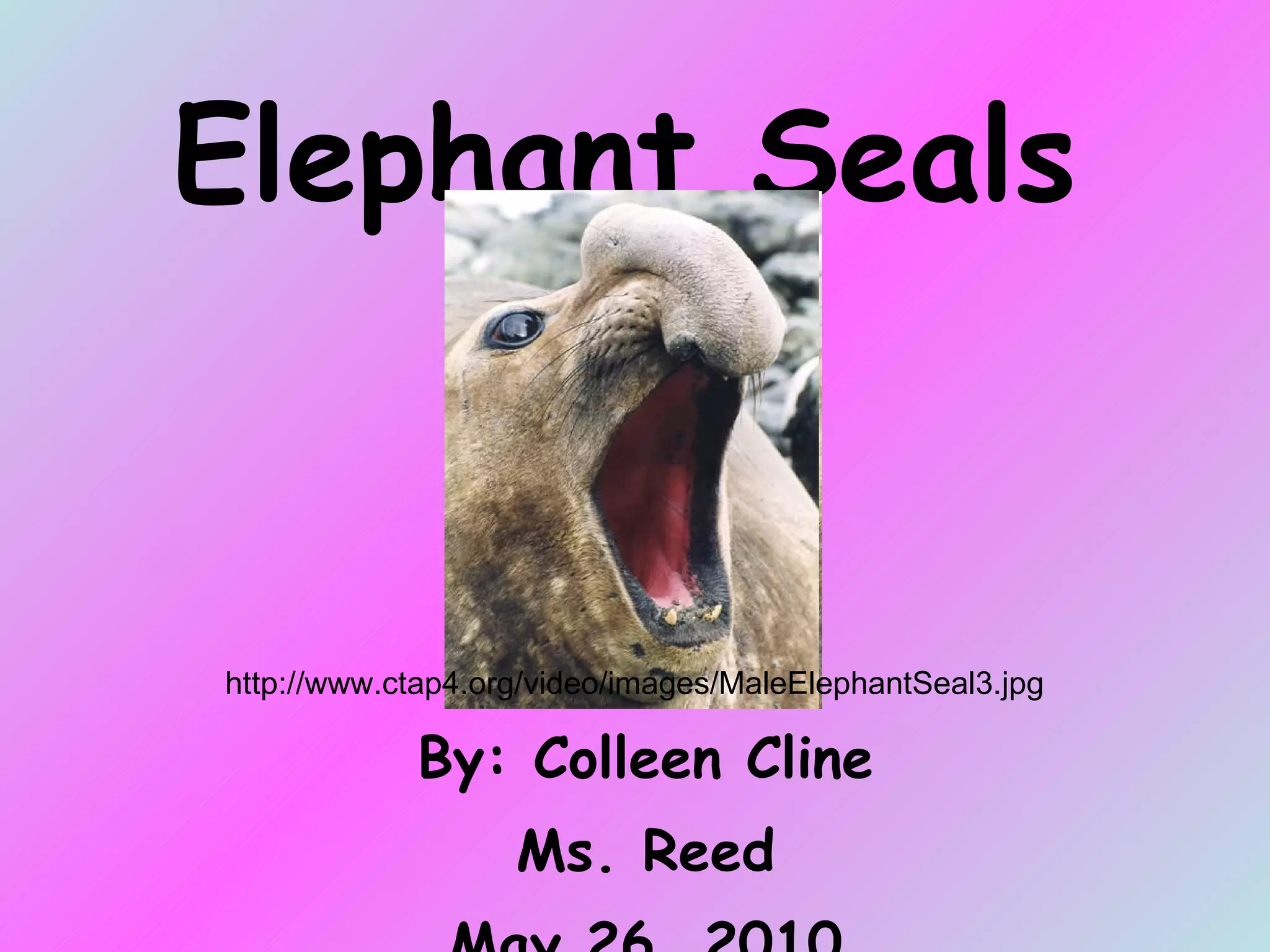 Elephant seals | PPT