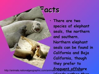 Elephant seals | PPT