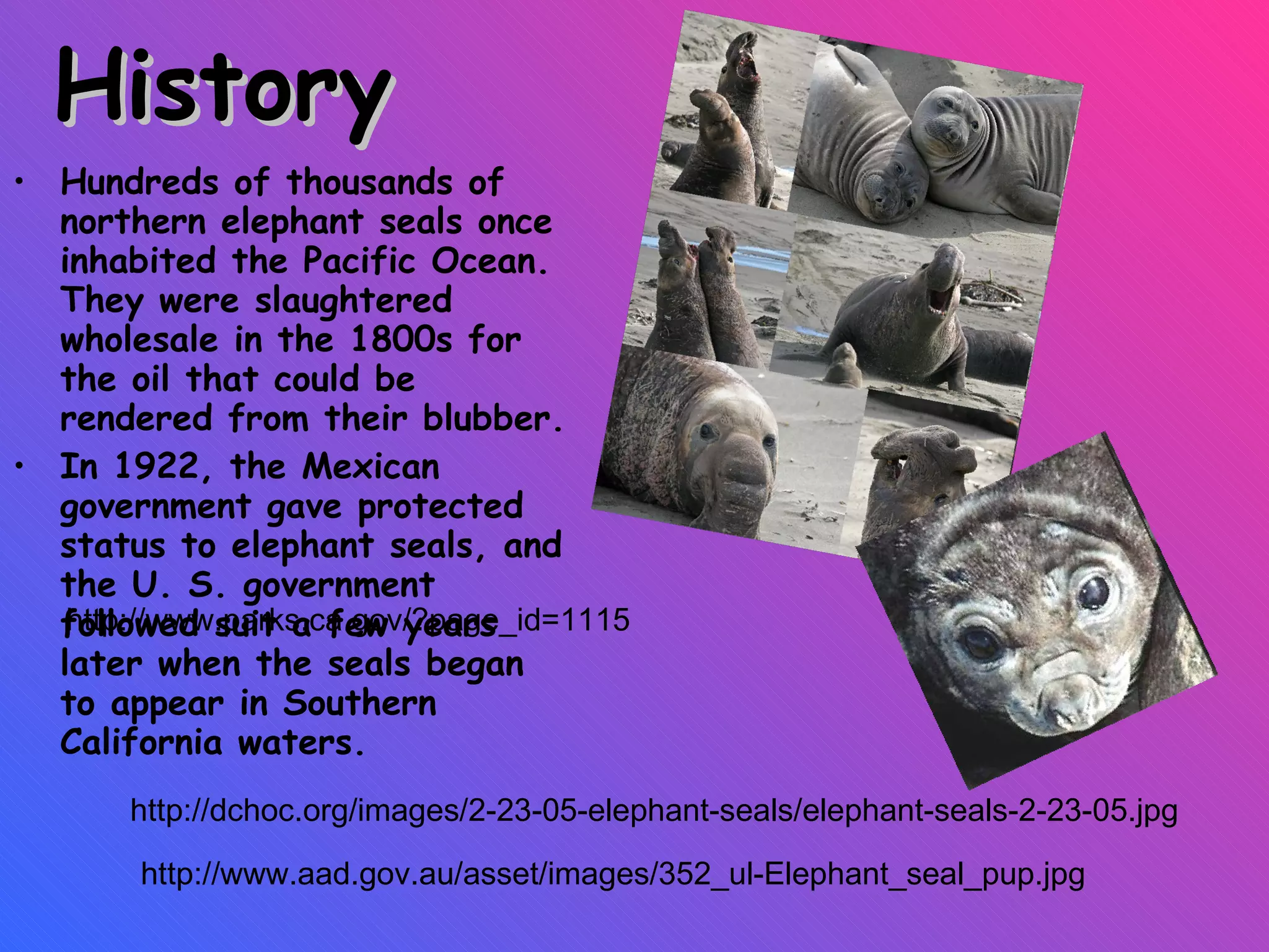 Elephant seals | PPT