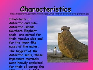 Elephant seals | PPT