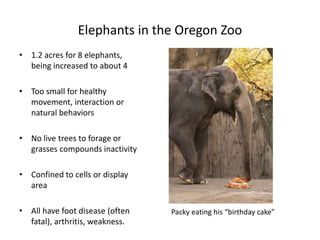 Elephants final | PPT