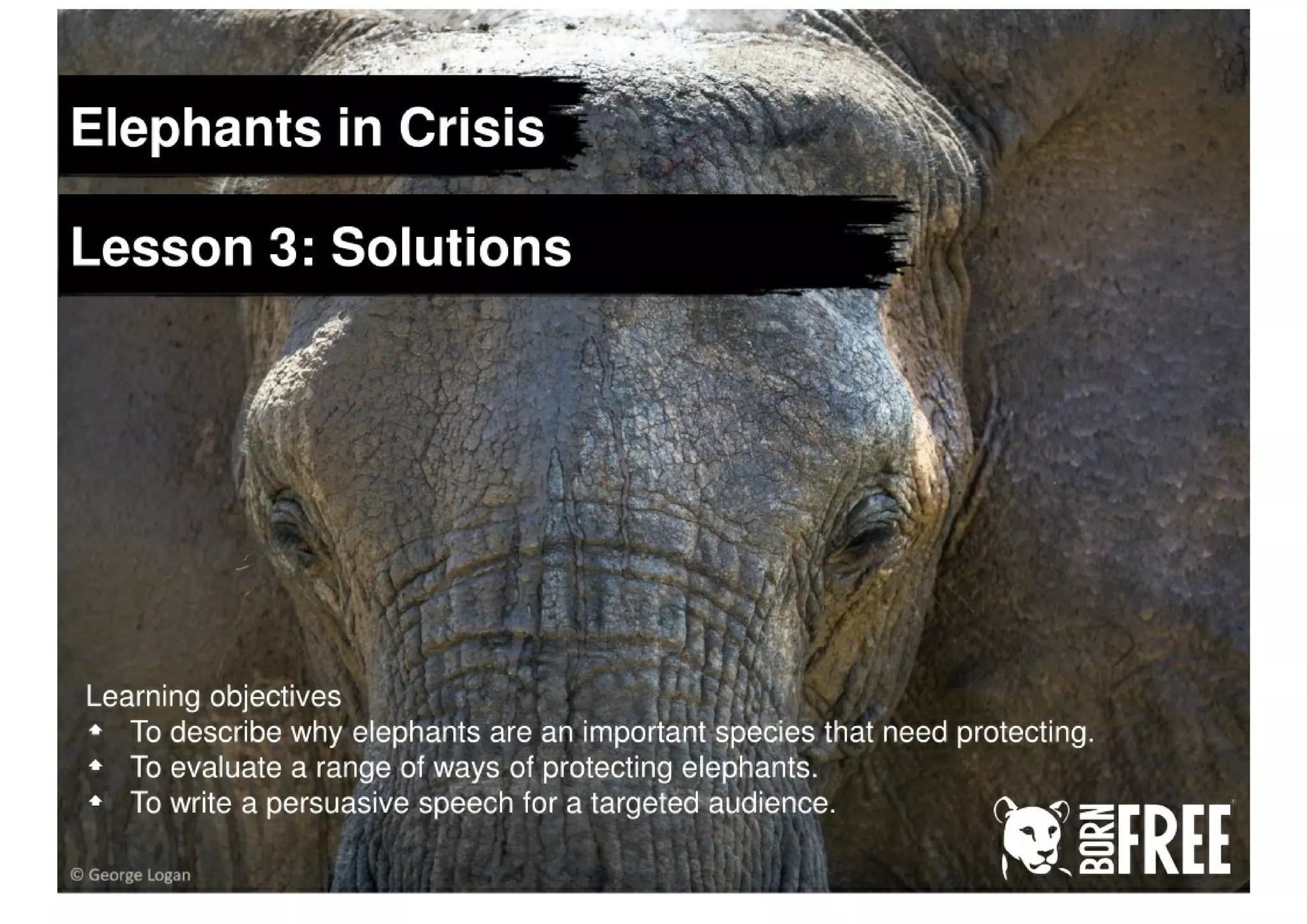 Elephants In Crisis | PDF
