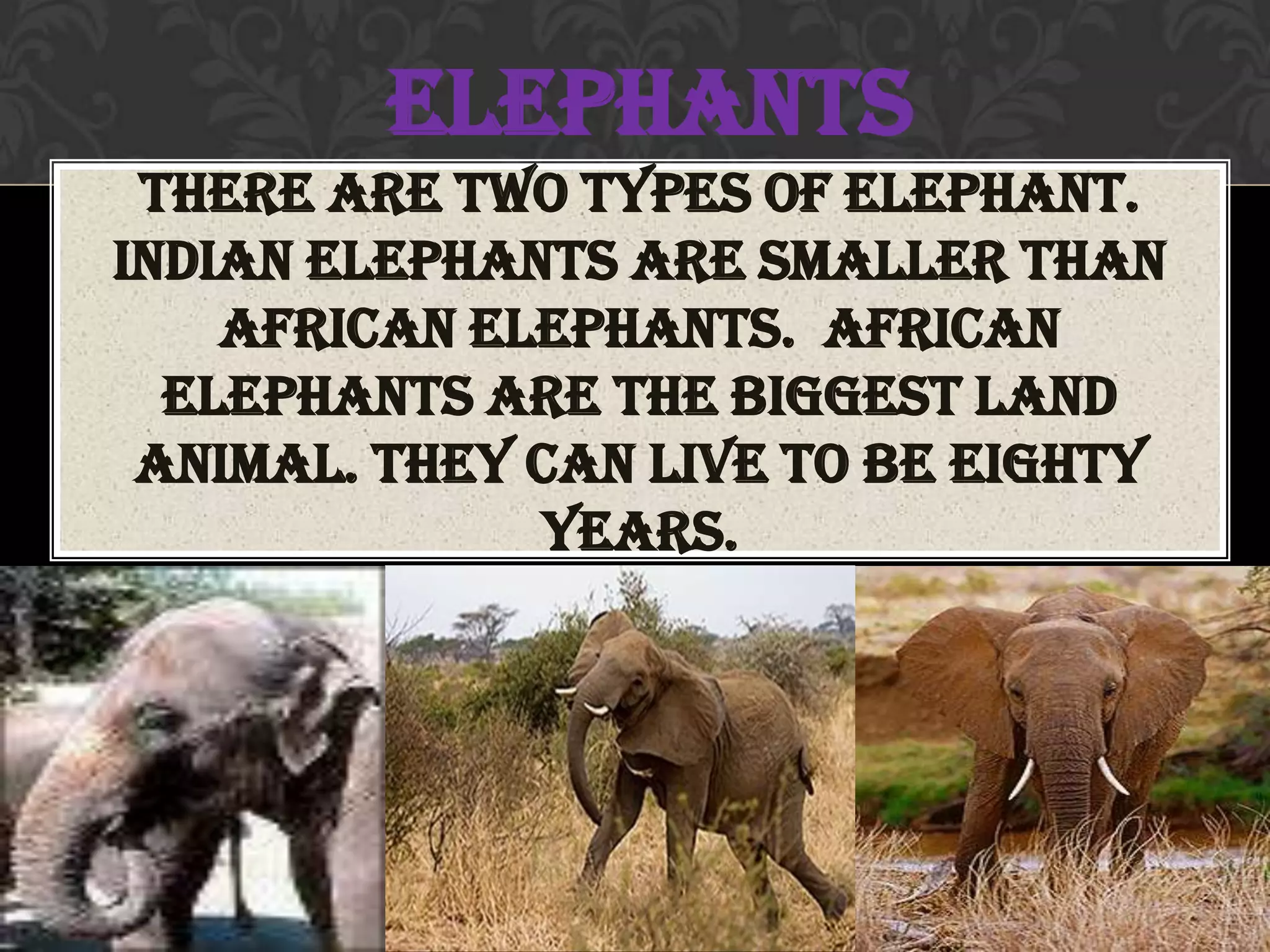 Elephant’s project | PPTX