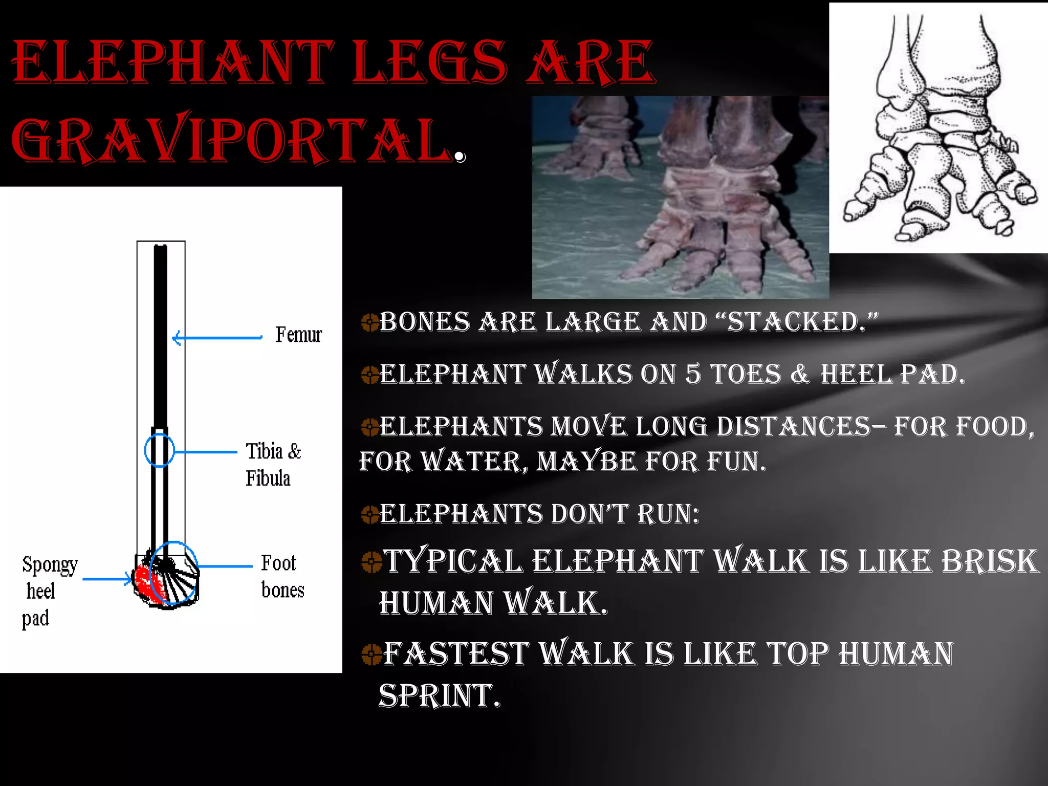 Elephant’s project | PPTX