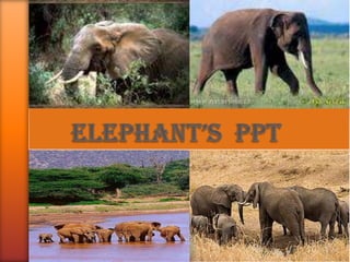 Elephant’s project | PPT