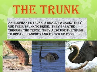 Elephant’s project | PPT