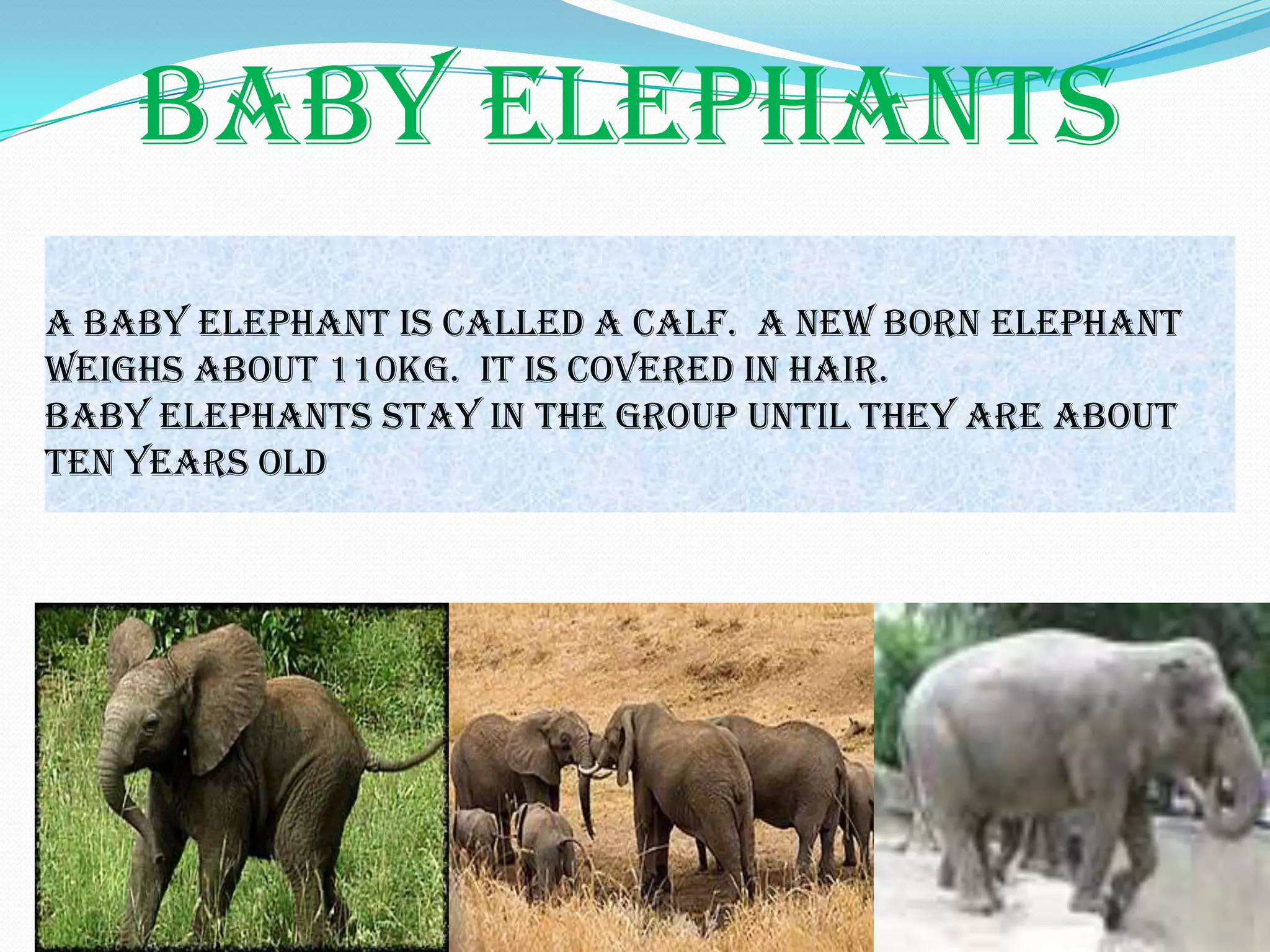 Elephant’s project | PPTX