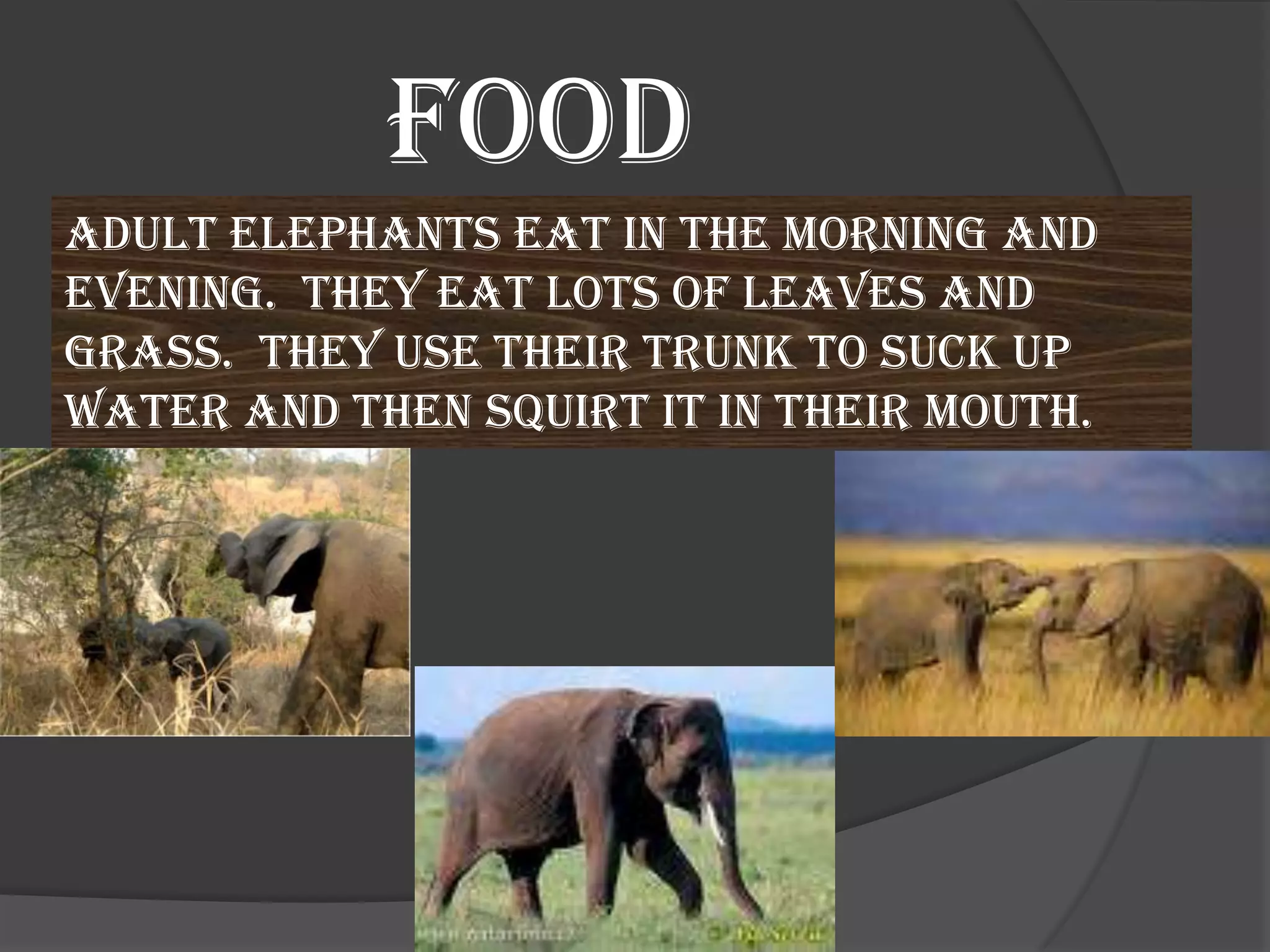 Elephant’s project | PPTX