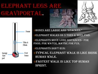 Elephant’s project | PPTX