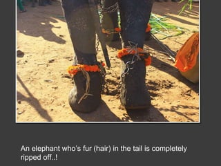 Elephant torturing in Temples, Kerala, India Part 2 | PPT