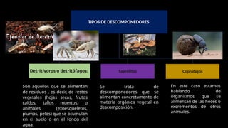 El equilibrio del ecosistema en la biologia | PPTX