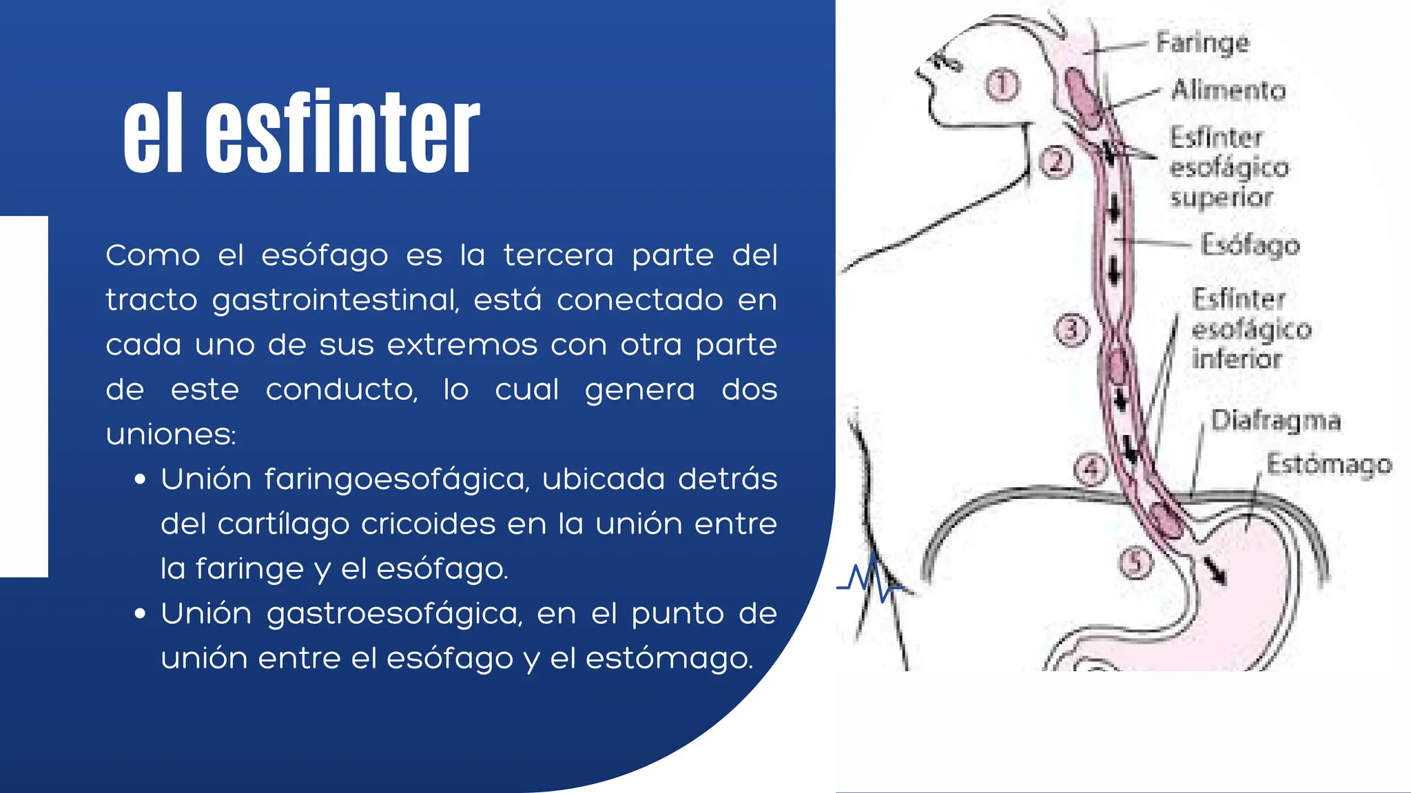 Anatomia topografica y descriptiva del esofago .pdf