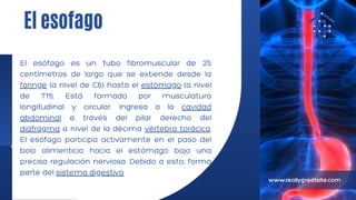 Anatomia topografica y descriptiva del esofago .pdf