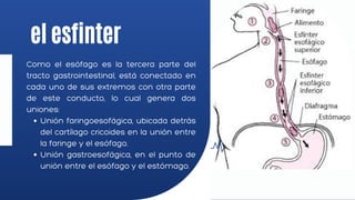 Anatomia topografica y descriptiva del esofago .pdf