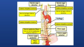 Anatomia topografica y descriptiva del esofago .pdf