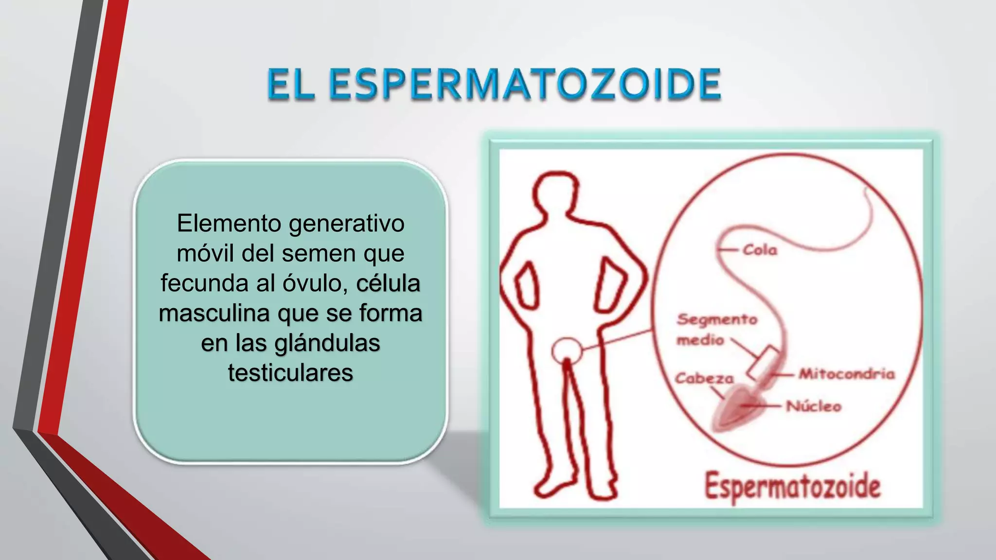 Diapositiva De Espermatozoides Humanos 288 Resultados De Imágenes,
