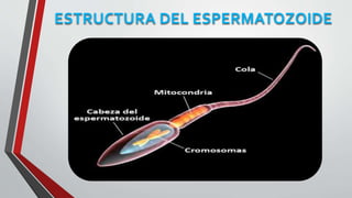 El espermatozoide | PPTX