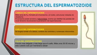 El espermatozoide | PPTX
