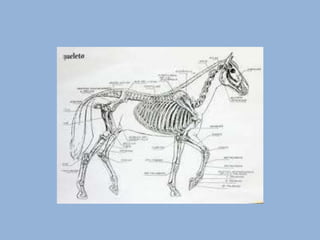 El esquelet | PPT