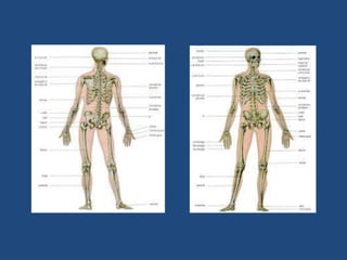 El esquelet | PPT