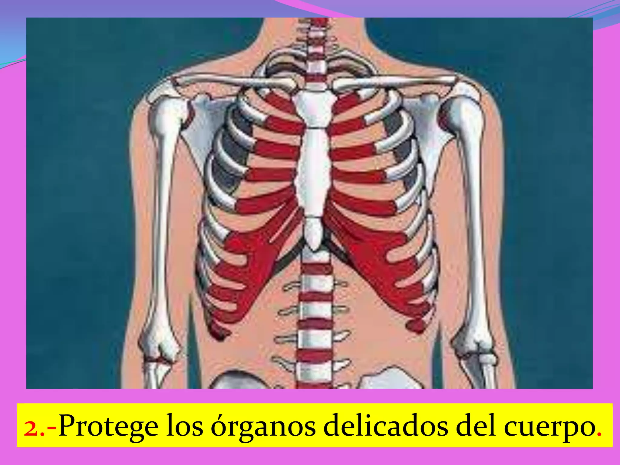 El Esqueleto 1º Ppt