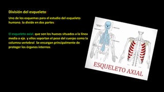El esqueleto humano | PPTX