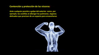 El esqueleto humano | PPTX