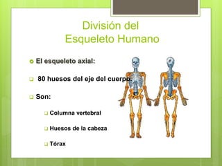 El esqueleto humano | PPTX