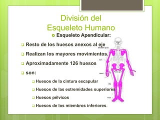 El esqueleto humano | PPTX