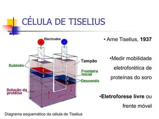 ELETROFORESE - Aula de Biofísica completa para Biomedicina | PPT