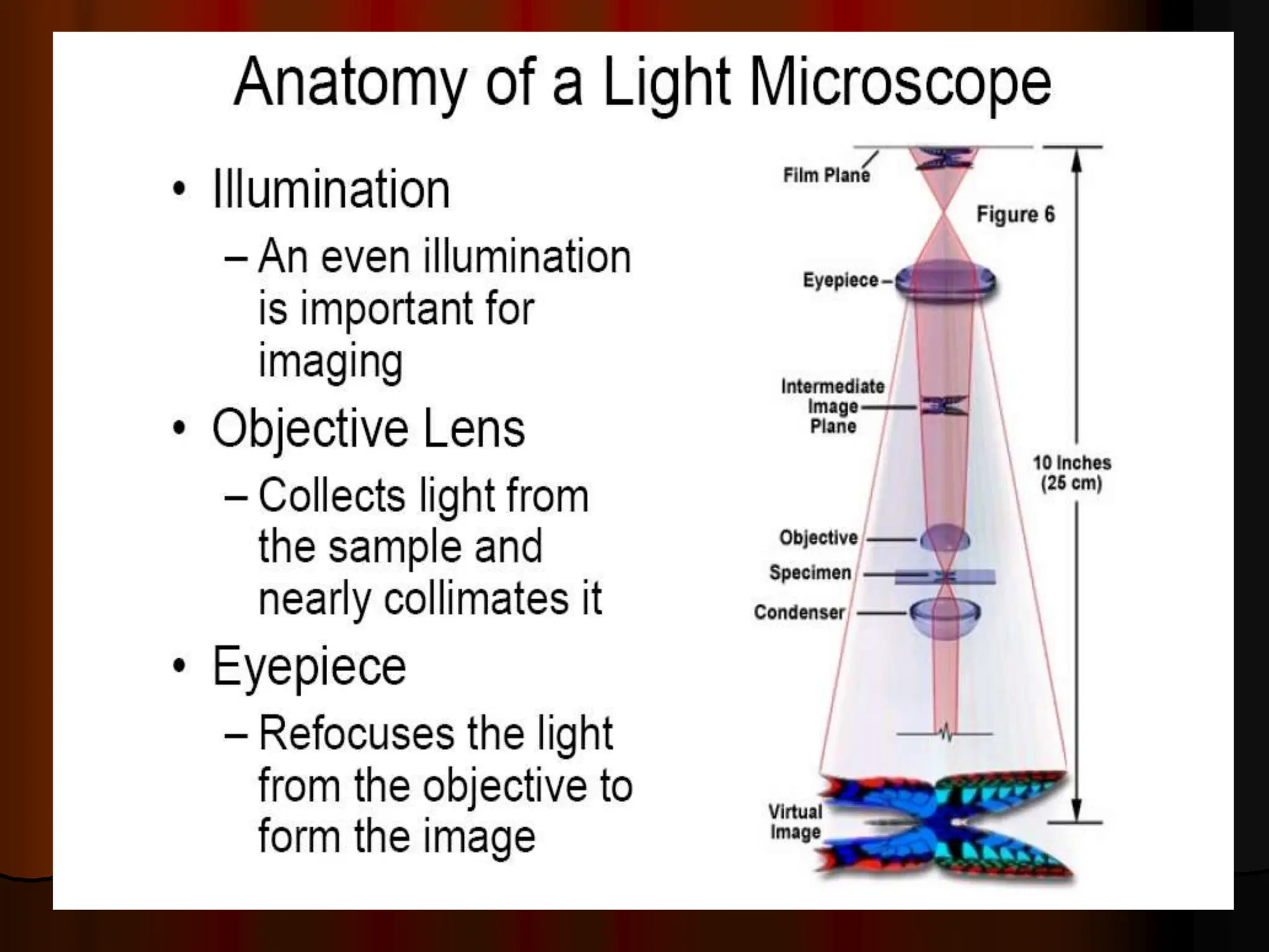 eletron microscopy.ppt