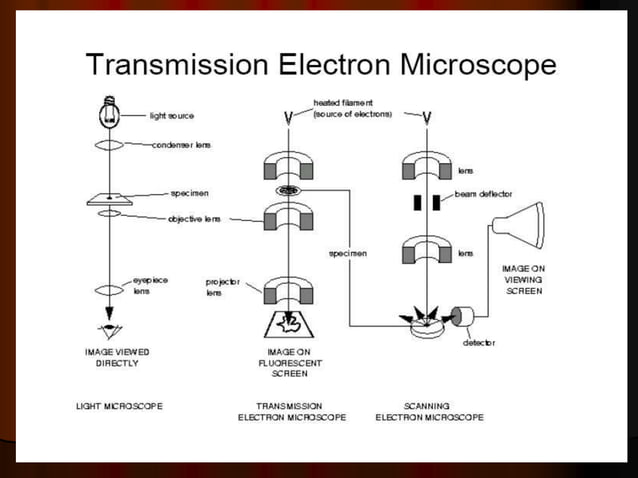 eletron microscopy.ppt | Physics | Science