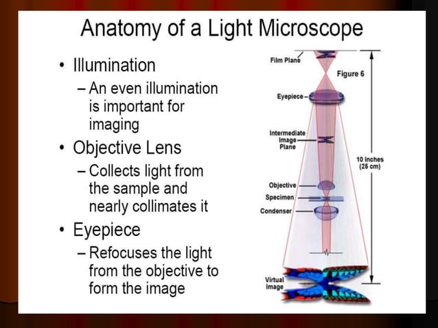 eletron microscopy.ppt | Physics | Science