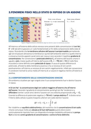 ELETTROSTATICA DEGLI ASSONI | PDF
