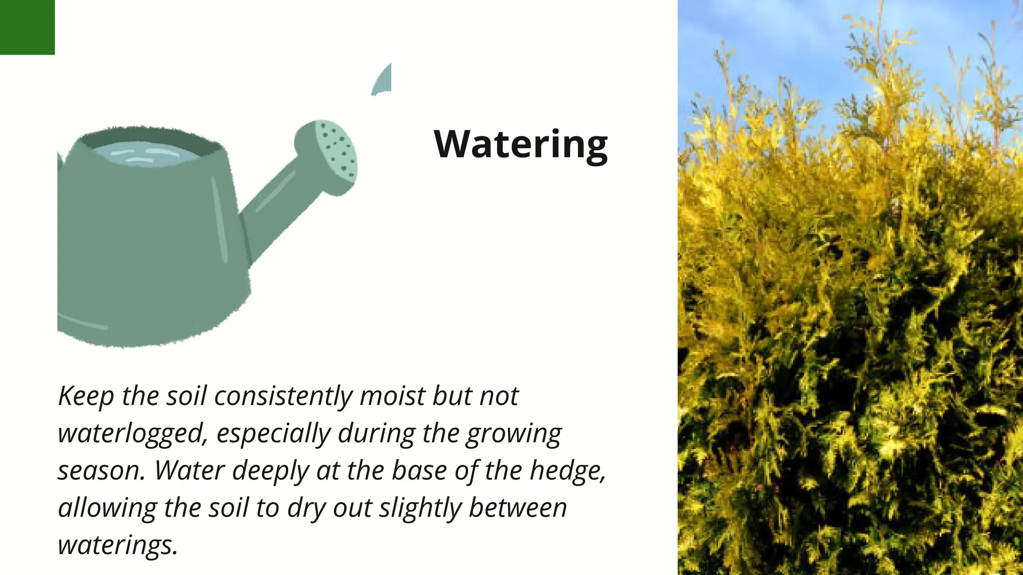 Embracing Lemon Cypress Hedges for Your Garden | PDF