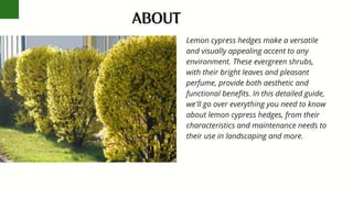 Embracing Lemon Cypress Hedges for Your Garden | PDF