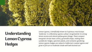 Embracing Lemon Cypress Hedges for Your Garden | PPT