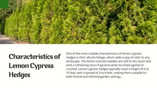 Embracing Lemon Cypress Hedges for Your Garden | PDF