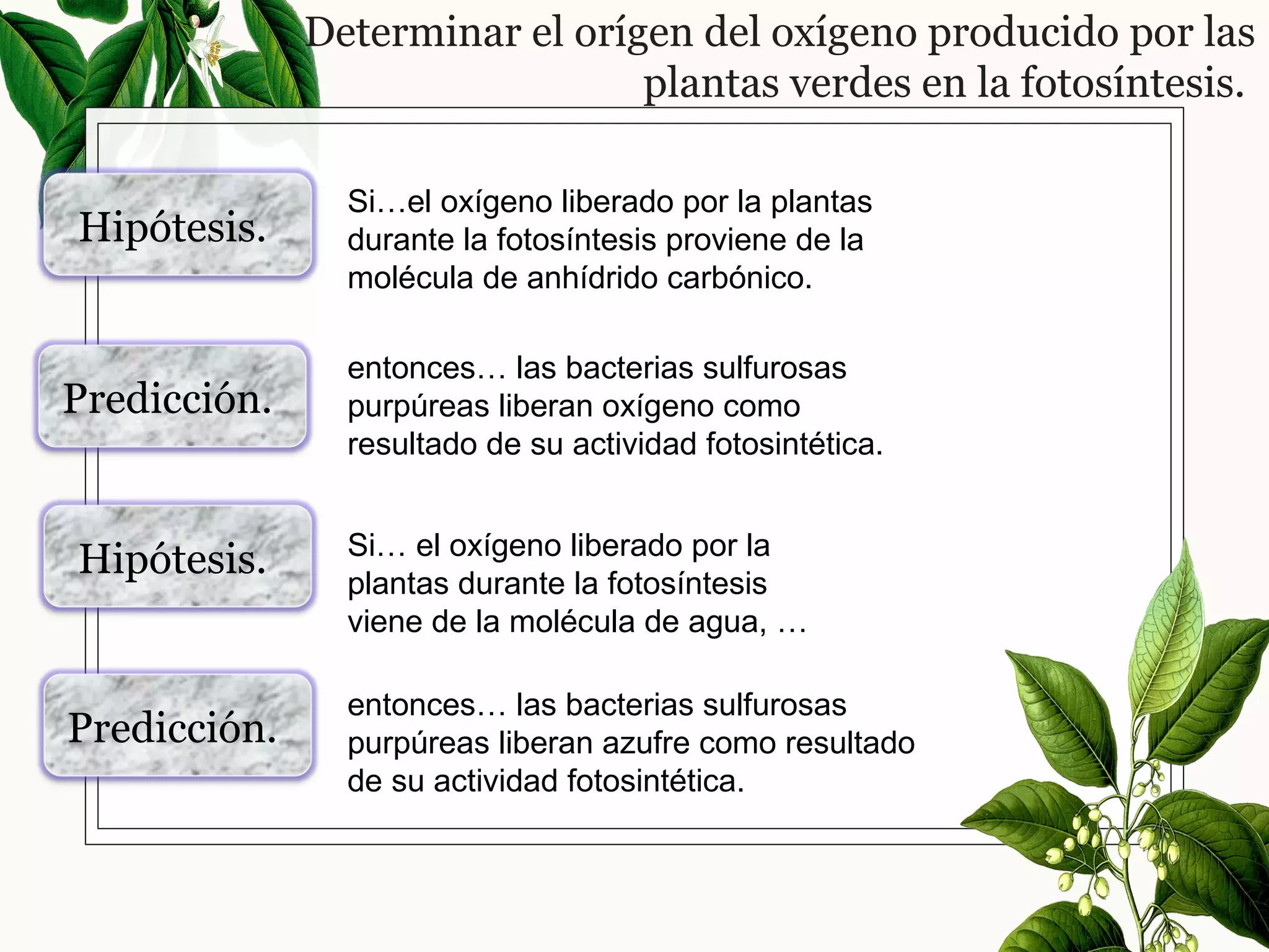 El experimento de Van Niel: origen del oxígeno en la fotosíntesis. | PPT