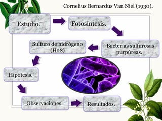 El experimento de Van Niel: origen del oxígeno en la fotosíntesis. | PPT