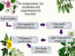 El experimento de Van Niel: origen del oxígeno en la fotosíntesis. | PPT