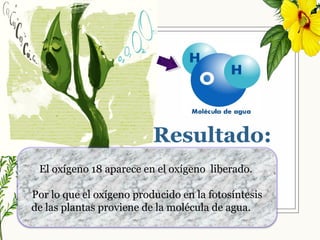 El experimento de Van Niel: origen del oxígeno en la fotosíntesis. | PPT