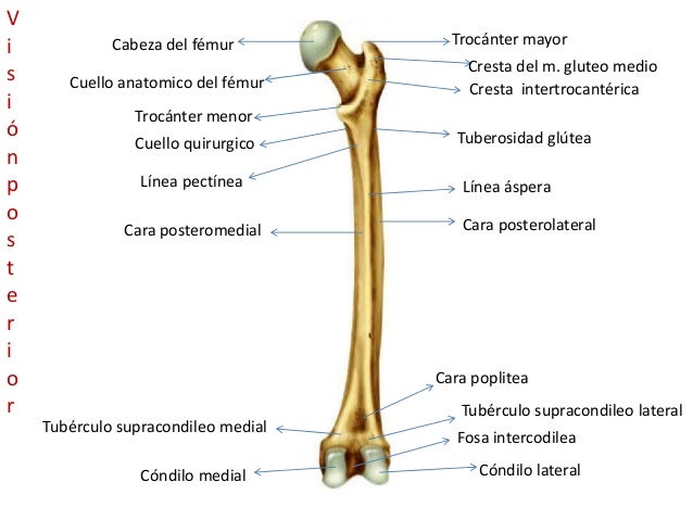 El Fémur (Dinho Araujo)