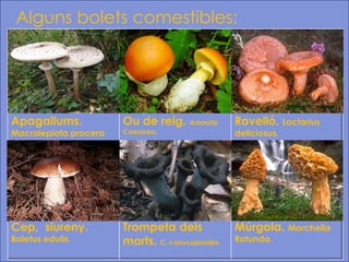 Fongs i bolets, primària | PPTX