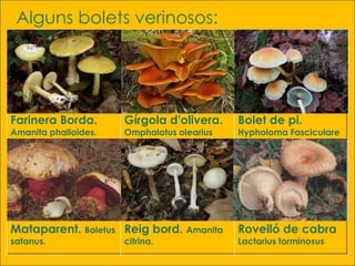 Fongs i bolets, primària | PPTX