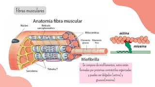 El fortalecimiento muscular como cinesiterapia activa resistida.pdf