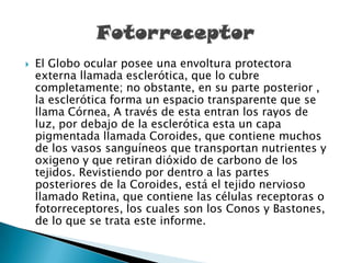 El fotorreceptor | PPTX