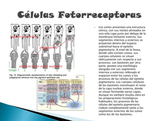 El fotorreceptor | PPTX