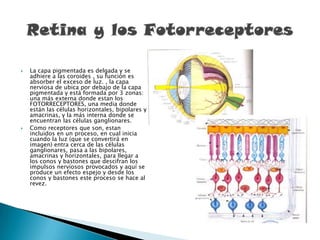 El fotorreceptor | PPTX