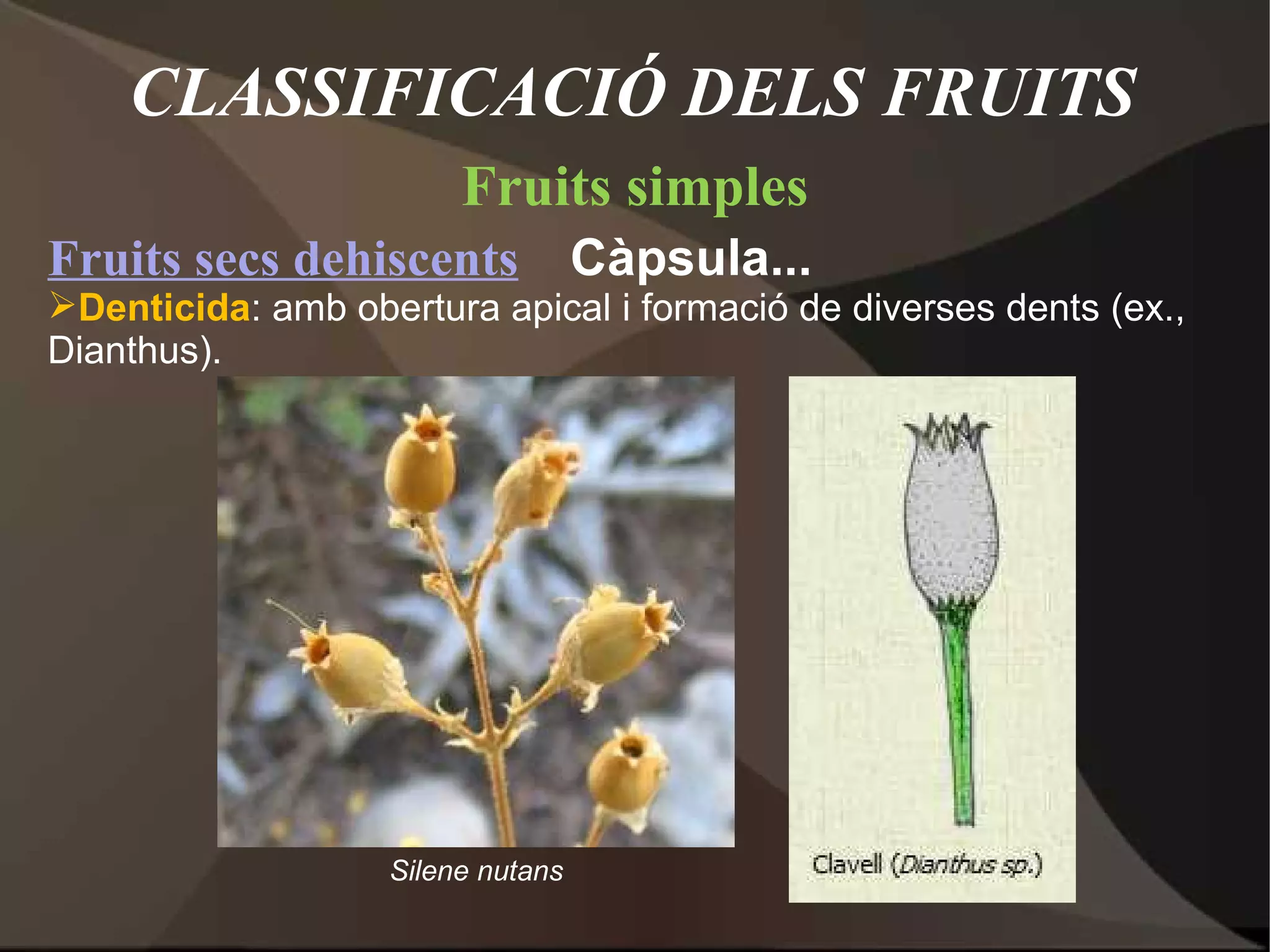 El fruit | PPT